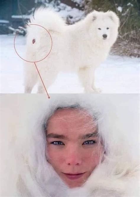 Bjork Funny Meme Bjork Bjorkmeme Bjorkjoke Bjorkmemes Reaction