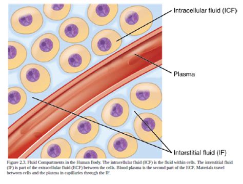 Pathophysiology Flashcards Quizlet