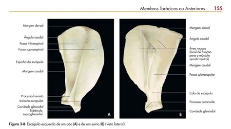 Escápula cão suíno Anatomia animal Medicina veterinária Veterinária