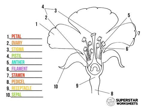 Parts Of A Flower Diagram Worksheet