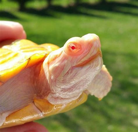 Albino Red Eared Slider