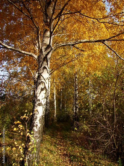 Fototapeta brzoza pejzaż park Dekowizja pl