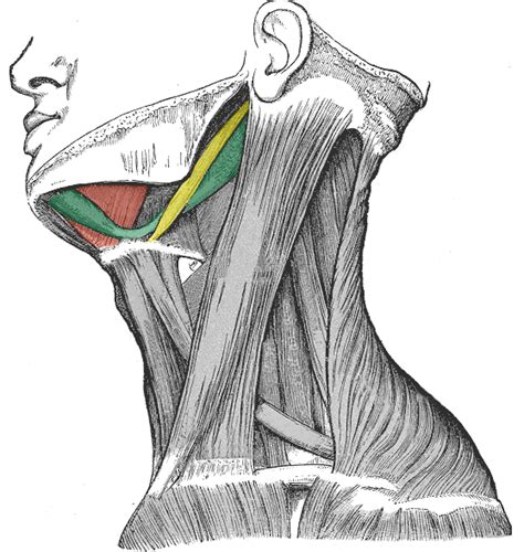 Muscles Of The Neck Diagram Quizlet