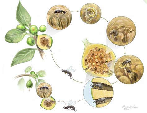 Life Cycle Of A Wasp