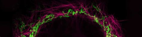 Mitochondrium Labeling Protocol For Live Cell Applications