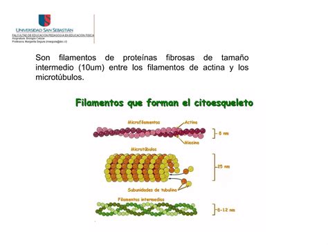 Clase 13 A Organelos No Membranosos Citoesqueleto PPT