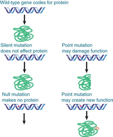 Loss Of Function Mutation Result From Any Type Of Mutation That