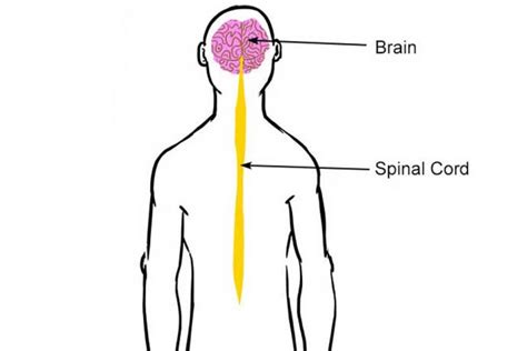 Central Nervous System CNS Structure And Function