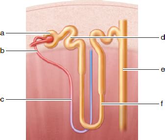 Urinary System Flashcards Quizlet