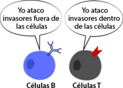 Células B Ask A Biologist