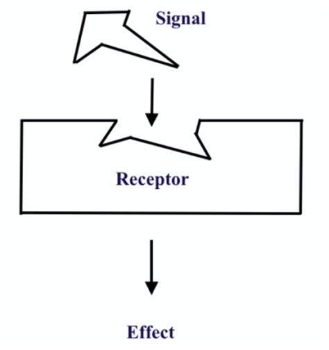 Difference Between Direct And Indirect Hormone Action Hormones