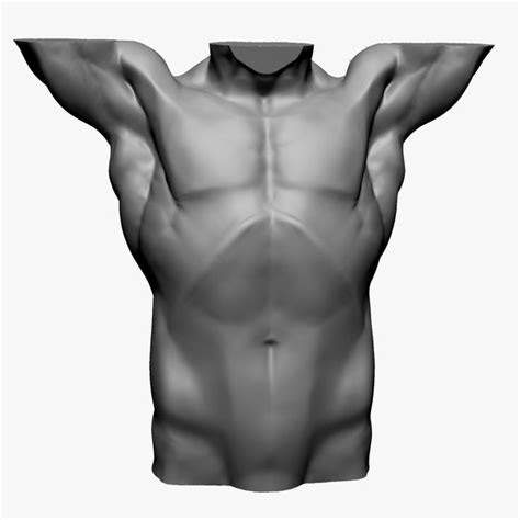 Modelo 3d Torso Masculino Base D TurboSquid 2198871