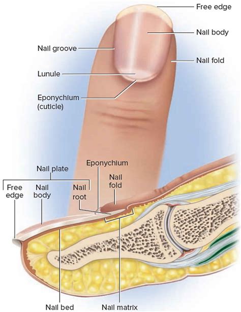 Finger Nail Diagram