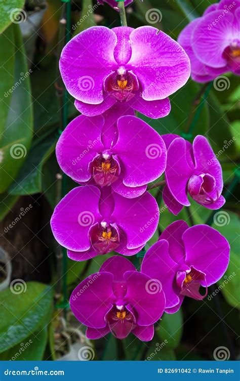 Topo Imagem Orqu Dea Mais Bonita Do Mundo Br Thptnganamst Edu Vn
