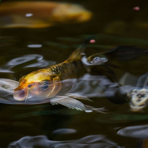 Fascinating Koi Fish Facts You Need To Know