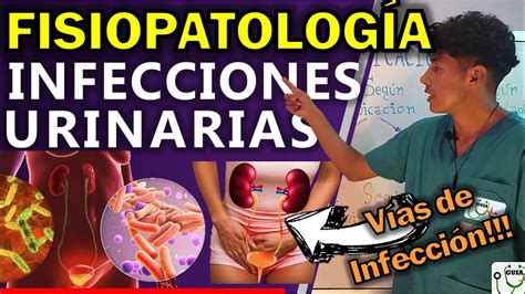 INFECCIÓN URINARIA FISIOPATOLOGÍA GuiaMed YouTube