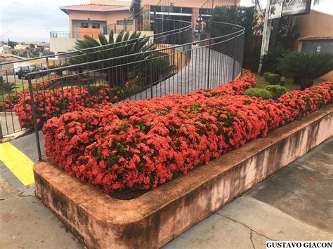 Viveiro Ciprest Plantas Nativas E Ex Ticas Ixora Mini Vermelha