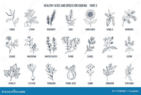 Sistema Dibujado Mano De Hierbas Y De Especias Culinarias Ilustraci N