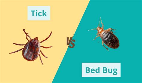 Ticks Vs Bed Bugs How To Tell The Difference Native Pest Management