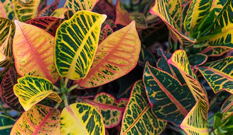 Plantas Para Cultivar Dentro De Casa C C Casa E Constru O