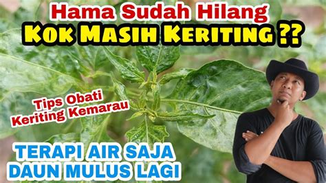 Modal Air Saja Sembuhkan Kriting Daun Di Musim Kemarau Youtube
