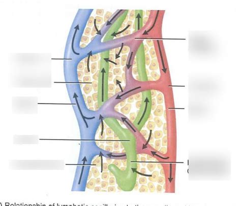 Lecture One Lymphatic Capillary Diagram For Lymphatic System Diagram