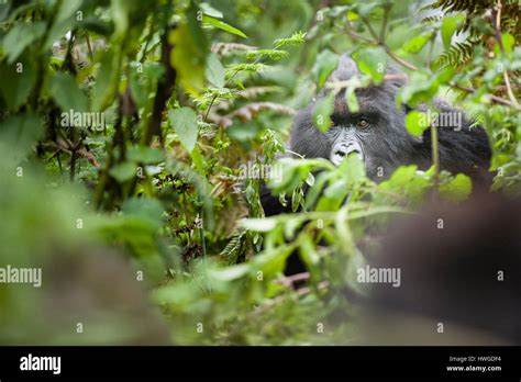 Berggorillas Gorilla Berengei Berengei Trekking Im Volcanoes