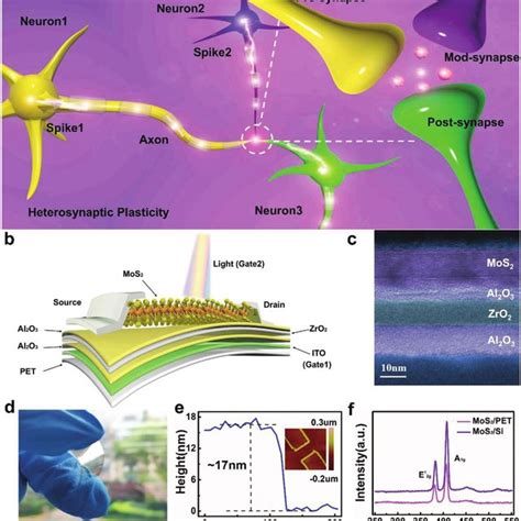 flexibility of mos 2 based artificial synapse a schematic and b download scientific diagram