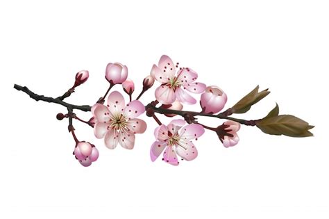 Floreciente Rama De Cerezo Sakura Con Flores Rosas Vector Premium