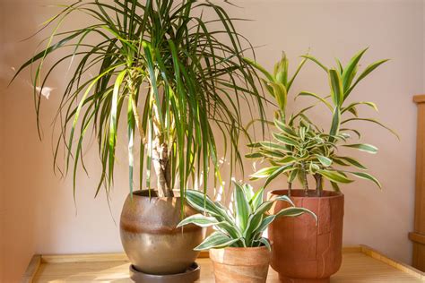 Top 20 Dracaena Varieties To Greenify Your Home The Arches