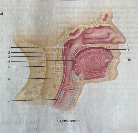 Mouth And Pharynx Diagram Diagram Quizlet
