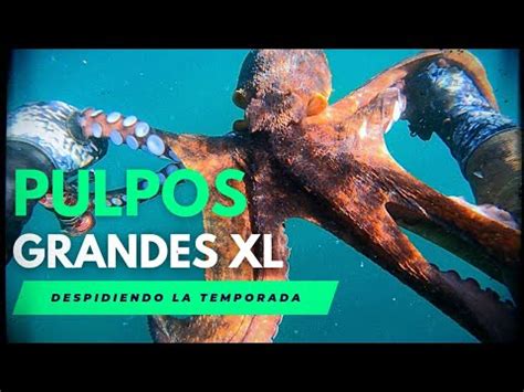 Pesca submarina PULPOS GRANDES en GALICIABUSCANDO los últimos PULPOS