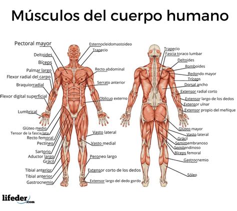 Sistema muscular humano funciones tejido muscular tipos de músculos