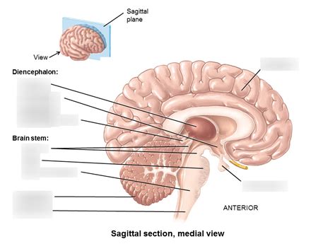 Sagittal Section Brain Diagram Quizlet