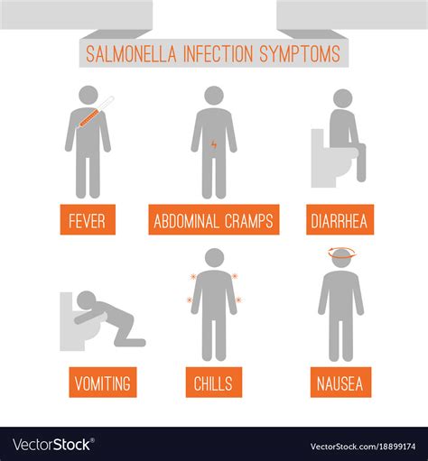 Salmonella Infection Symptoms Royalty Free Vector Image