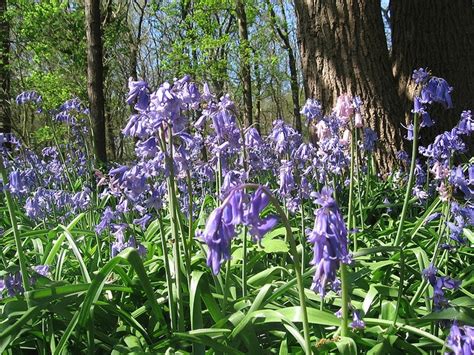 Graines De Hyacinthoides Non Scripta Jacinthe Des Bois Boutique