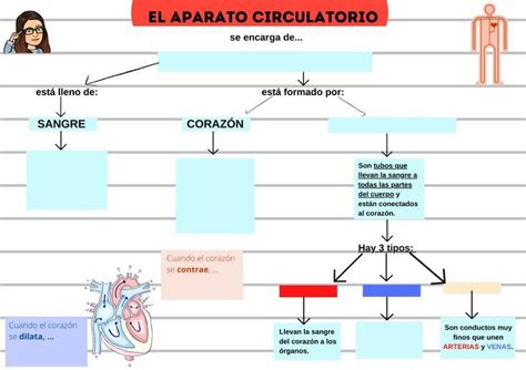 Actividad Interactiva De El Aparato Circulatorio Ejercicios De