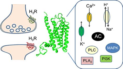 The Histamine H3 Receptor Structure Pharmacology And Function