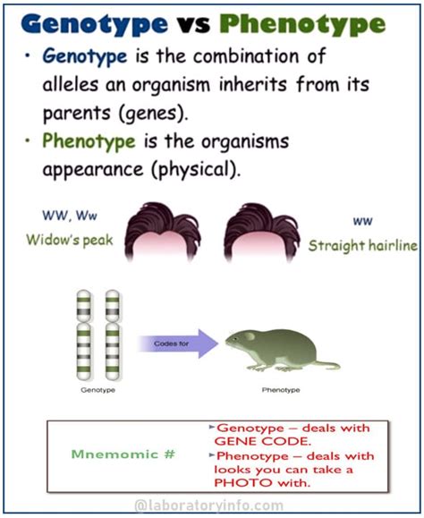 Explain The Difference Between A Genotype And Phenotype Kadyn Has Miles