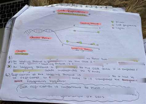 Dna Replication Diagram Quizlet