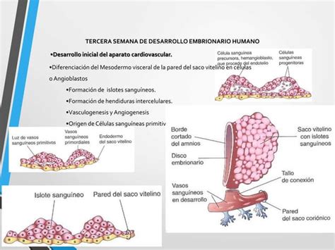Embriología tercera semana del desarrollo humano PPT
