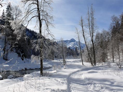 Bildet tre natur skog fjell snø kald hvit frost fjellkjede