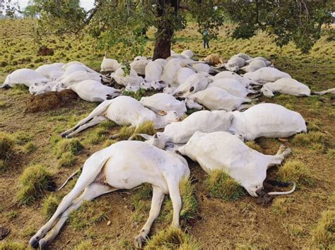 Raio atinge fazenda e mata mais de 40 cabeças de gado no interior no