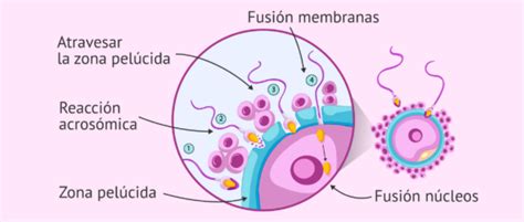 La fecundación humana qué es y sus etapas paso a paso