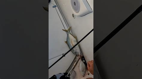 Jigging Technique Pescaria Fishing Pescanomar Saltwaterfishing