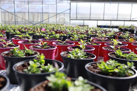 10 conseils pour préparer son potager