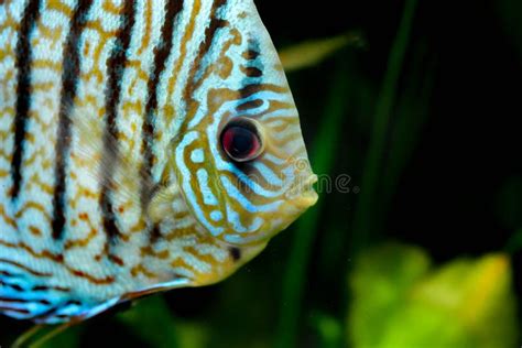 Discus Fish In Aquarium Tropical Fish In Aquarium Symphysodon Discus