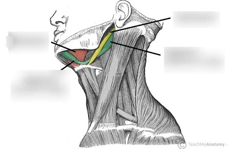 Neck With Suprahyoid Muscles Diagram Quizlet