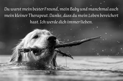 Trauersprüche für Hunde Liebevolle Worte um Abschied zu nehmen