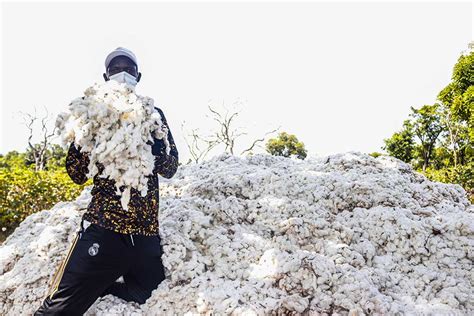 Le Mali Perd Sa Couronne De Premier Producteur De Coton En Afrique Au